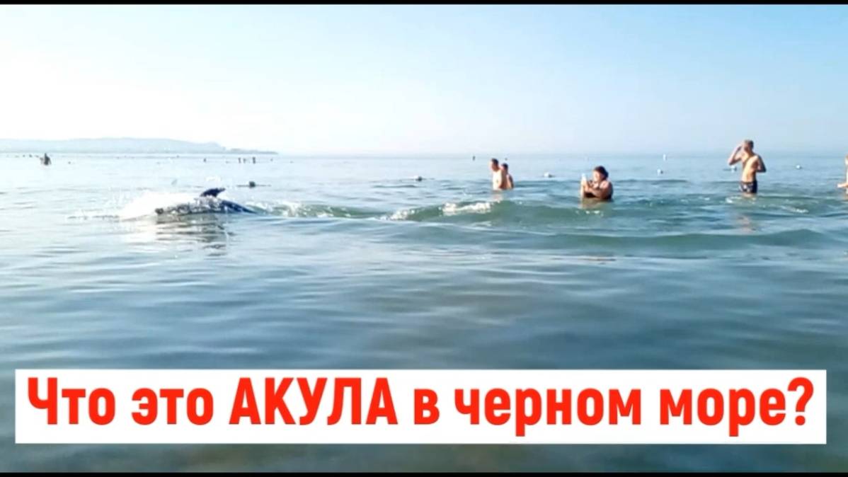ЧТО ЭТО АКУЛА В ЧЕРНОМ МОРЕ