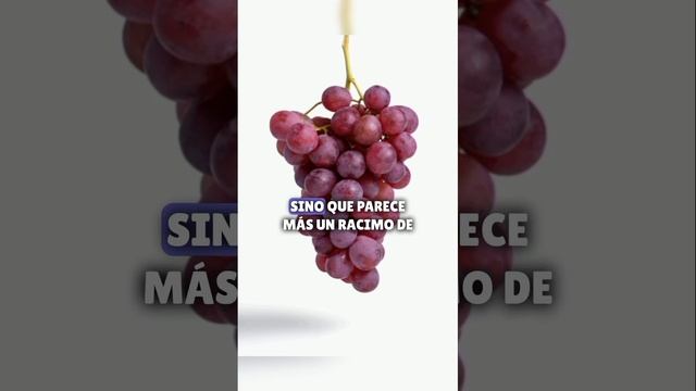 Conocías un embarazo molar? Es triste hablar de estos embarazos💔💔...