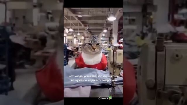 кот когда услышал что он никому не нужен