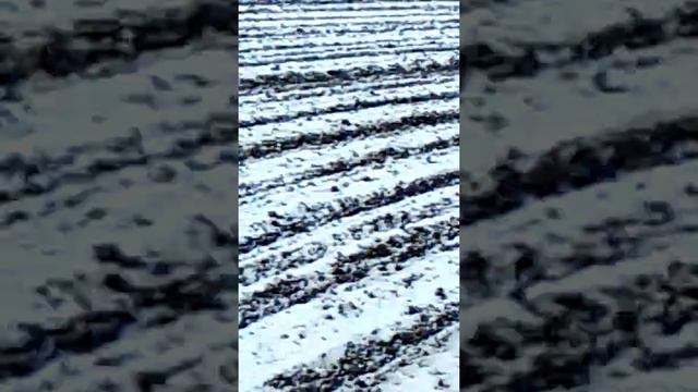 Посевная в Алтайском кр 17мая 2018