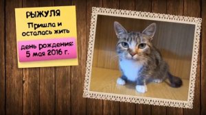 кот Малыш, котёнок Мурка, кролик Баффи в рубрике ВОПРОС ОТВЕТ ! А НУ КА ДАВАЙ КА ПОКАЗЫВАЕТ ЛИЦО !