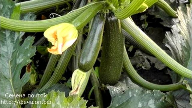 Почему гниют завязи кабачков?