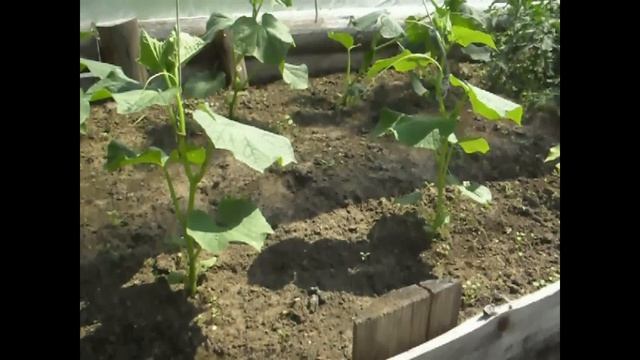 Выращивание огурцов. Огурцы в парнике.