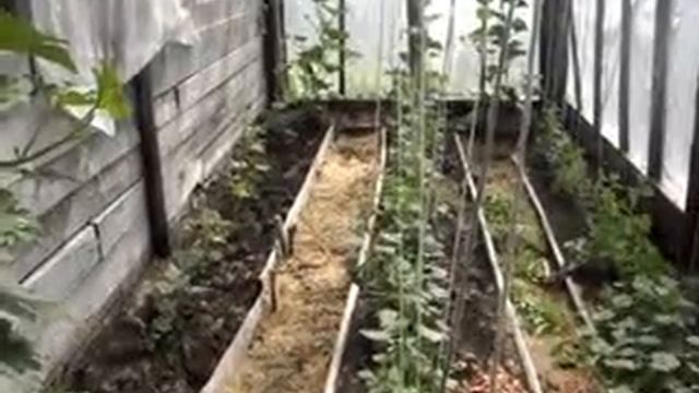 Капель в теплице.