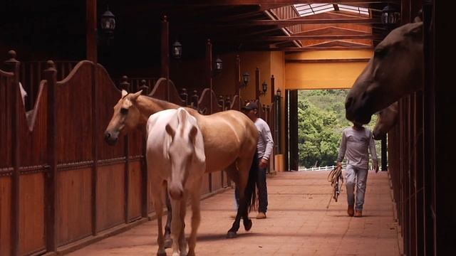 12182534-hd_1920_1080_60fps