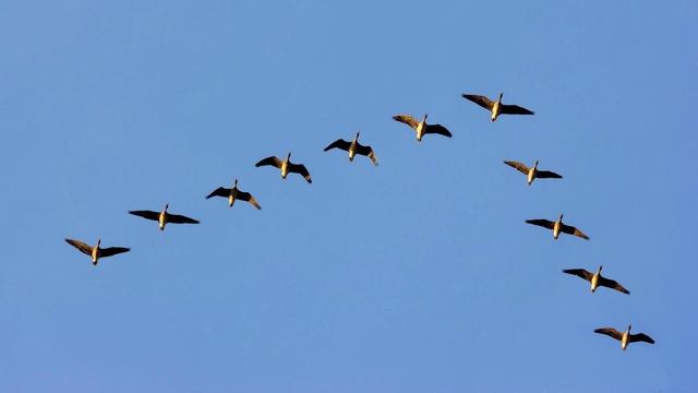 "Хоровод" (моя песня)