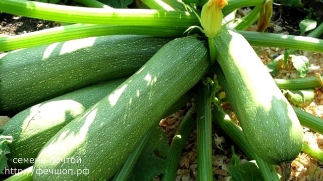 Как получить огромный урожай кабачков без проблем