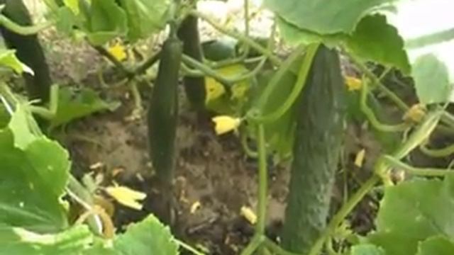 Подкормка огурцов