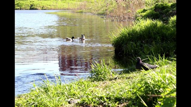 Как ловили птицы Рыбку Золотую (рассказ)