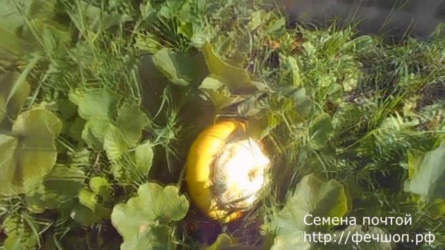 Тыква из Китая  Открытый грунт