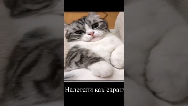 Чучача