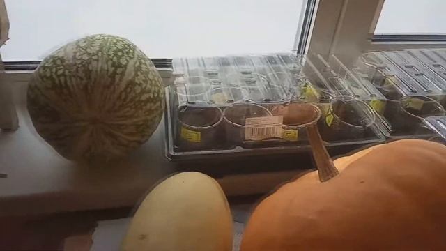 Сохраняем кабачки и тыквы до весны!