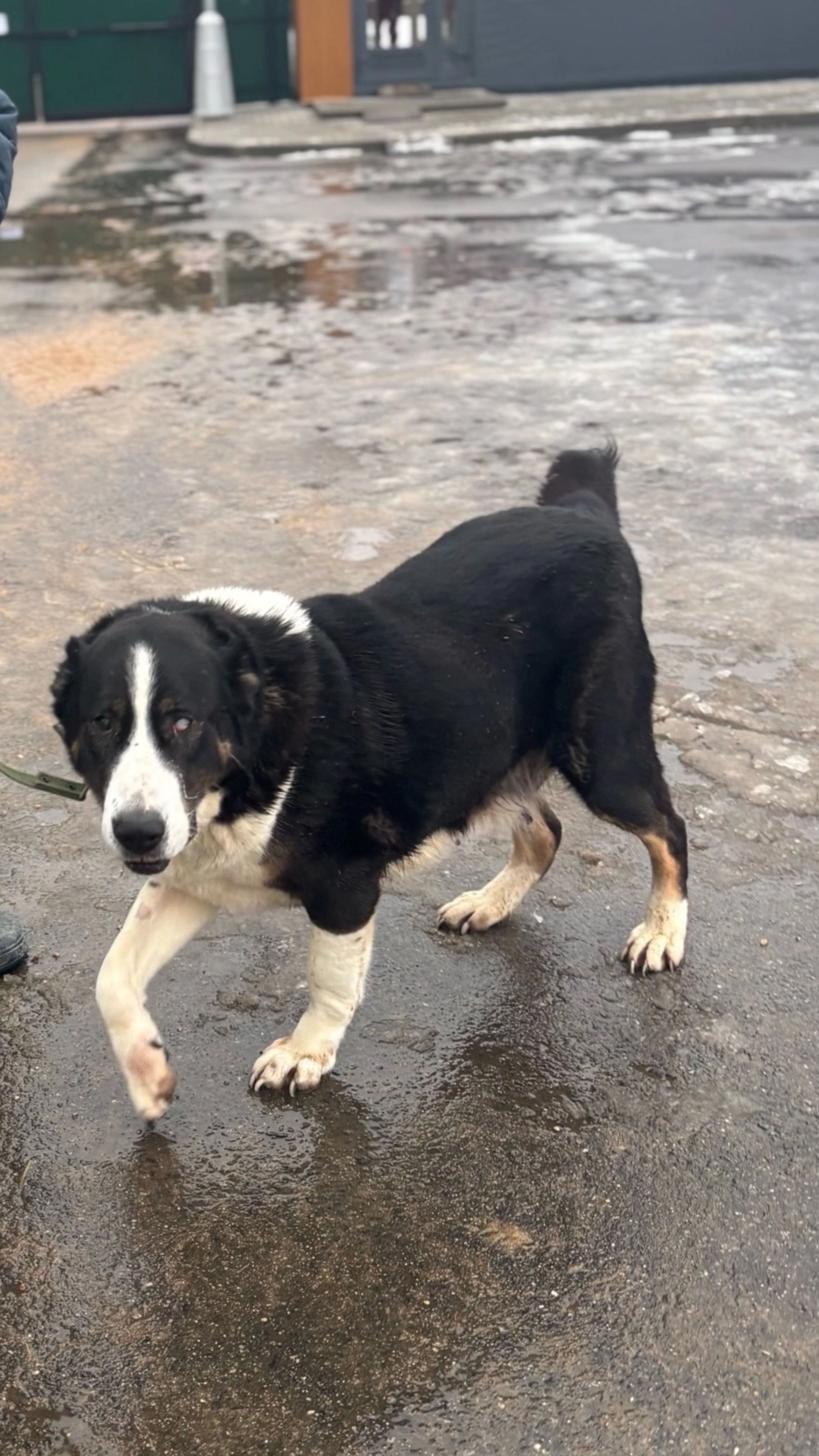 Алабай Альфа в городе