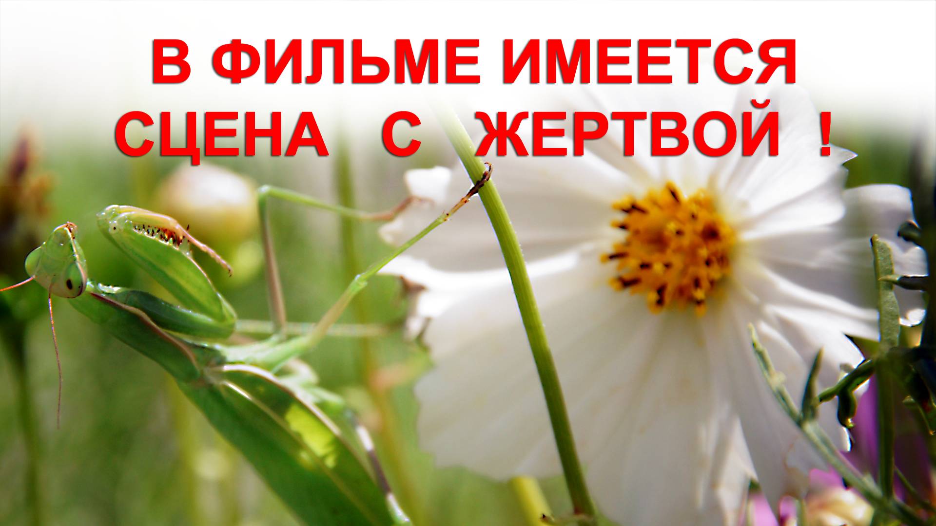 Богомол хищник