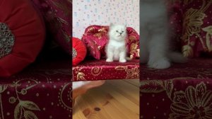 ONIKS KOENIG GLANCE, СВОБОДЕН, 1 мес.🤳+79114819200 www.koeniglance.com