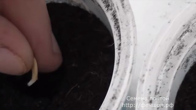 Как получить всходы огурцов за 3 дня?