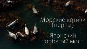 Морские котики (нерпы). Горбатый мост. Сахалин. #Сахалин #нерпы