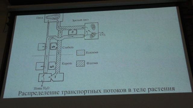 Зернов А. С. - Высшие растения - 5. Механические и проводящие ткани