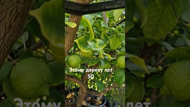 цитрусовое дерево #лимон #цитрус #lemon
