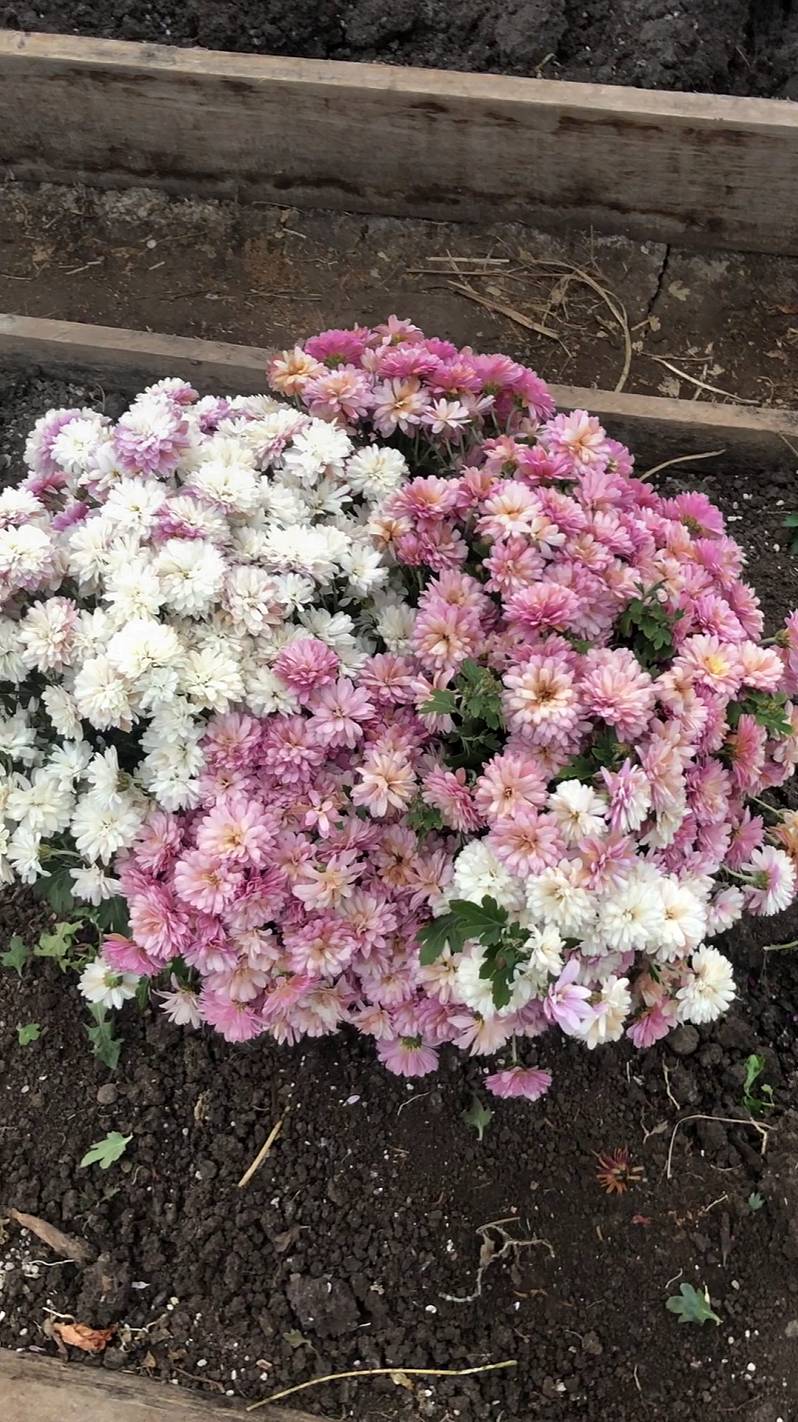 Зимовка мультифлор в теплице.