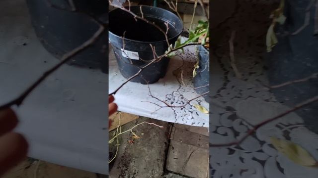 Саженцы на отправку