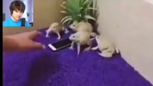 Ребят ну сорри пока щас не могу выкладывать видео
лягушки отобрали телефон...