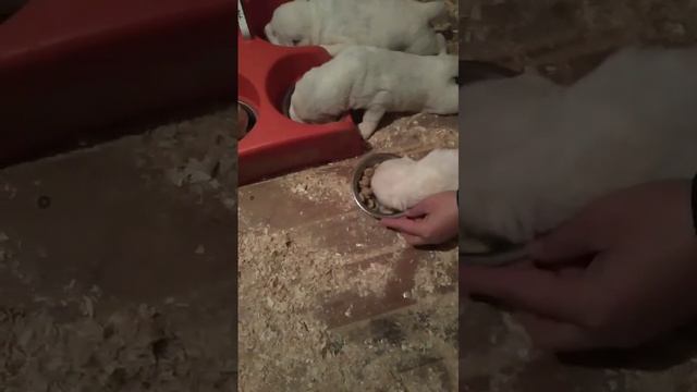 Сегодня нам восемнадцать дней. Первый прикорм.