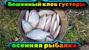 Густера рутуб