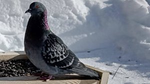 Голуби прилетели на кормушку