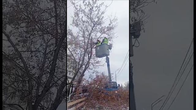 Спил и кронирование деревьев по всему Сахалину 🌳 #shorts