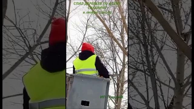 Пилим деревья в любую погоду по всему Сахалину #shorts🍂 🌧️🌨️☃️