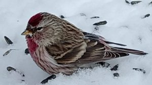 Красивая Чечётка