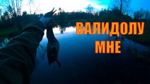 Закрытие весенней охоты на селезня 2024
