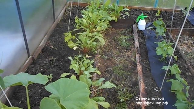 Огурцы в теплице 2018 год