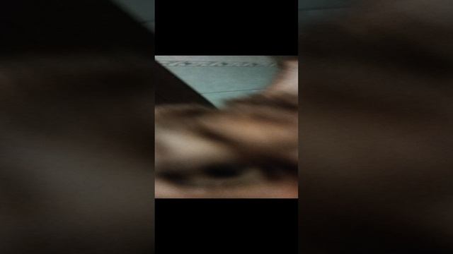 Сева и охмат 2