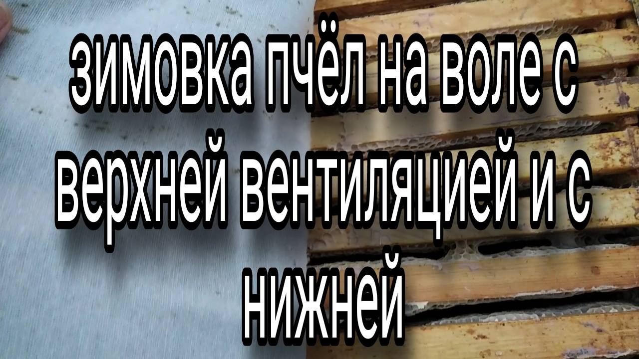 зимовка пчёл на воле с верхней вентиляцией и с нижней