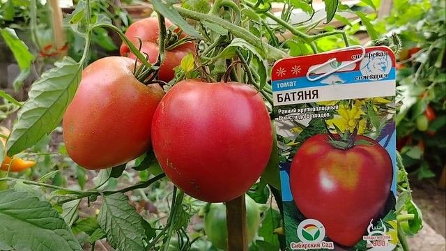 385 Томат сорта"Батяня" по состоянию на середину августа 2024 год