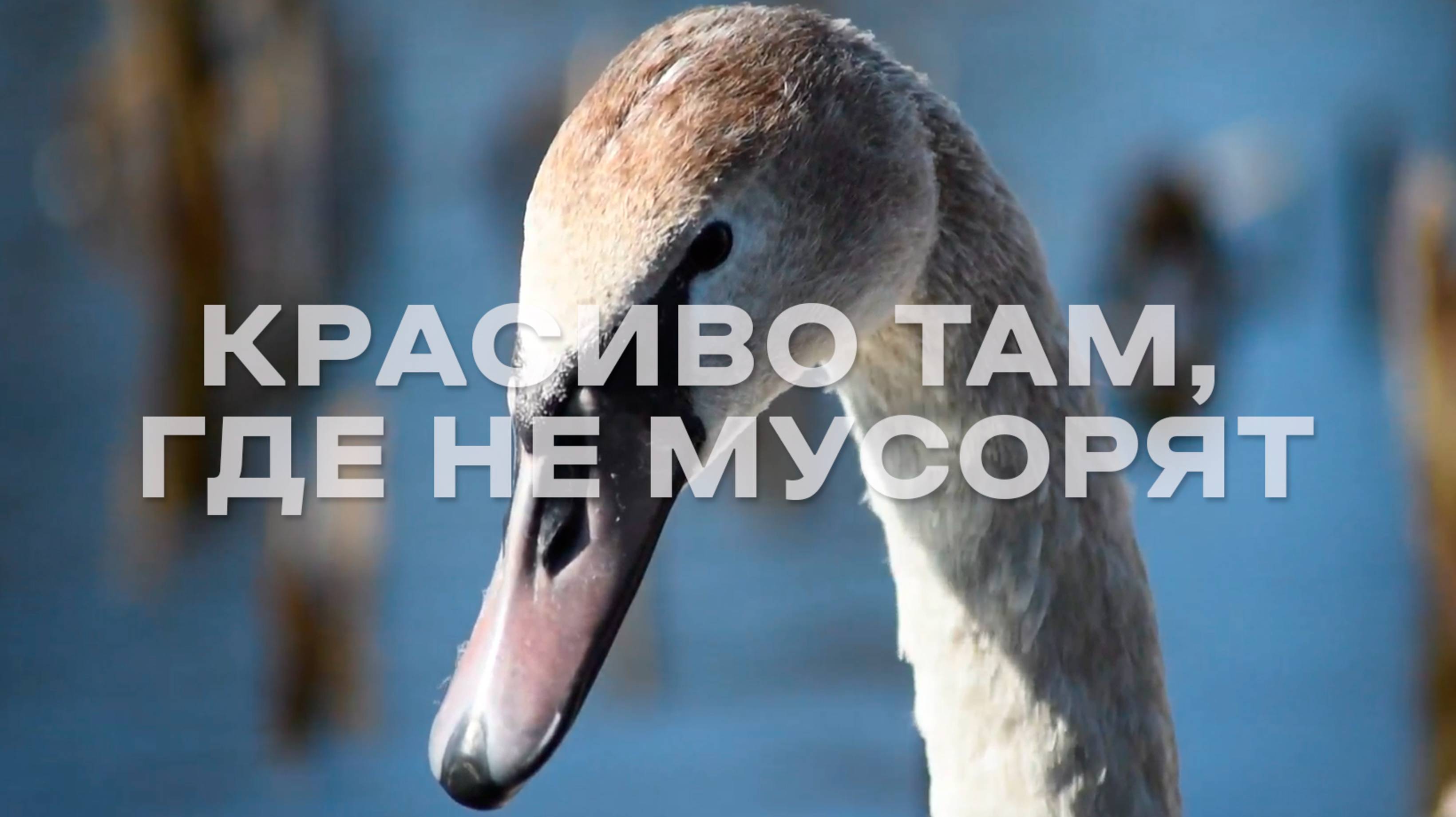 Красота среди мусора