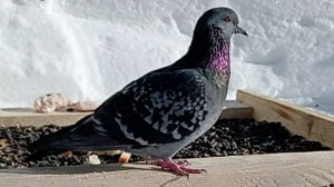 Голуби На Кормушке