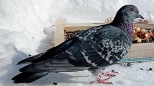 Голуби на кормушке