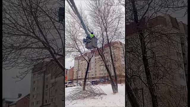Спил деревьев Сахалин #shorts