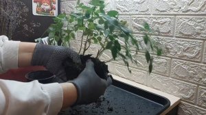 Роза Кордана ,как сохранить и размножить?Какой грунт взять для пересадки и как ухаживать...🌹
