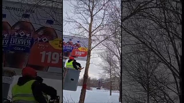 В любую погоду пилим,кронируем 🌧️  #shorts #65 #49 #сахалин