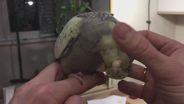 Попугайчик корелла любит,  когда чешут шейку.