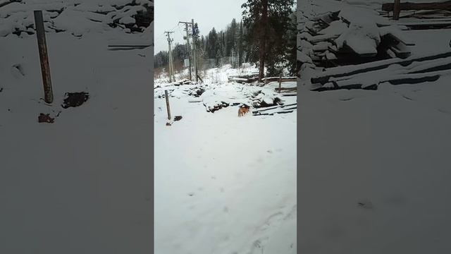 ноябрь 2020 к нам пришла лиса