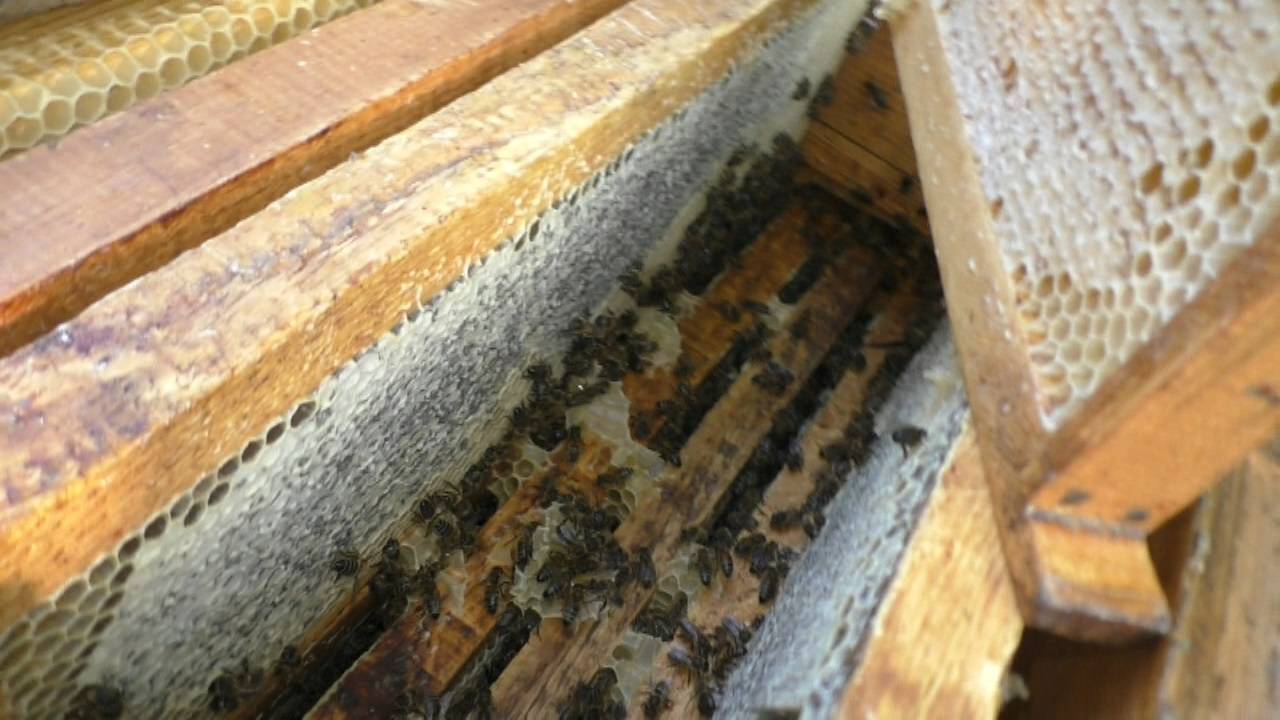 Некоторые итоги пчеловодного сезона 2024