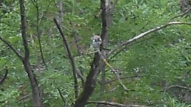 HD Стайка соек 248435 DSCN5641