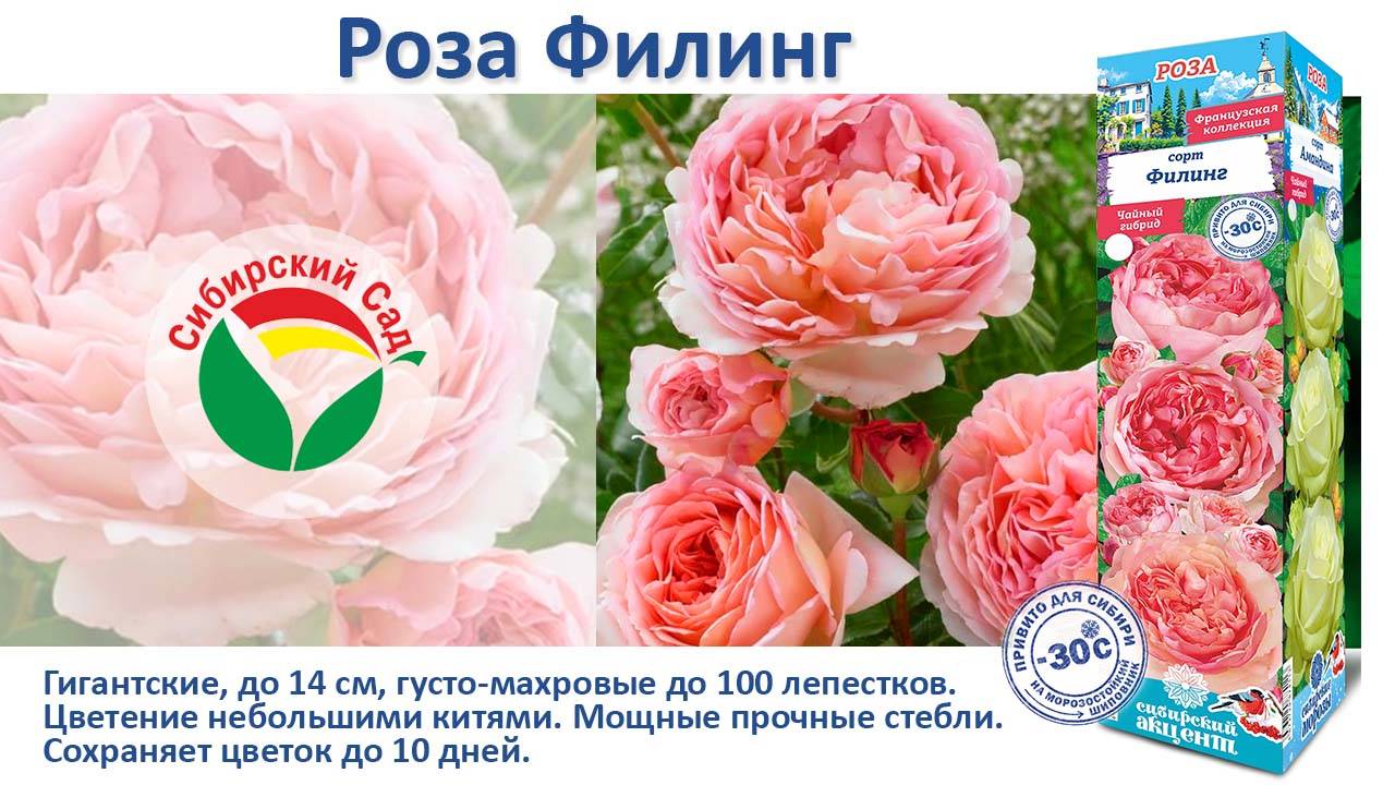Роза Филинг (Чайно-гибридная) от Агрофирмы "Сибирский сад"
