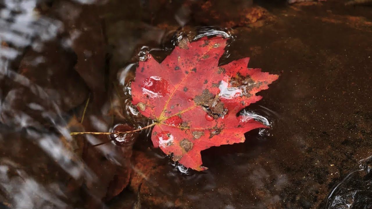 Охотничьи зарисовки | Осень в ожидании зимы | Для души и настроения