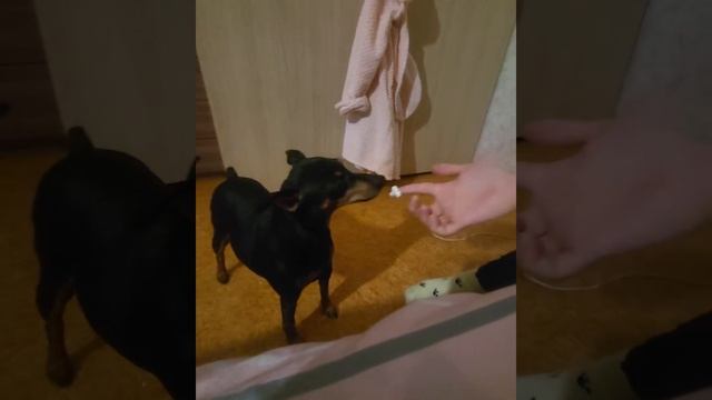 Доберман сеъел вес салат  🤣🤣🤣👍 #животные #домашние #пинчер #доберман #shorts